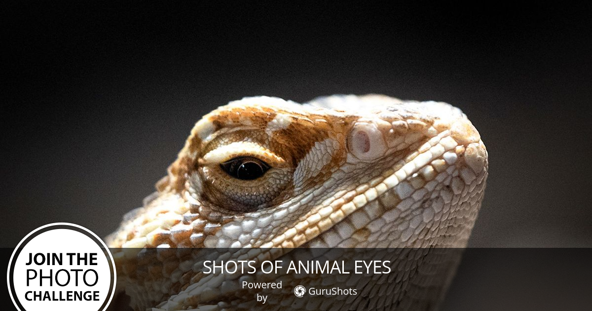 Shots Of Animal Eyes Photo Challenge