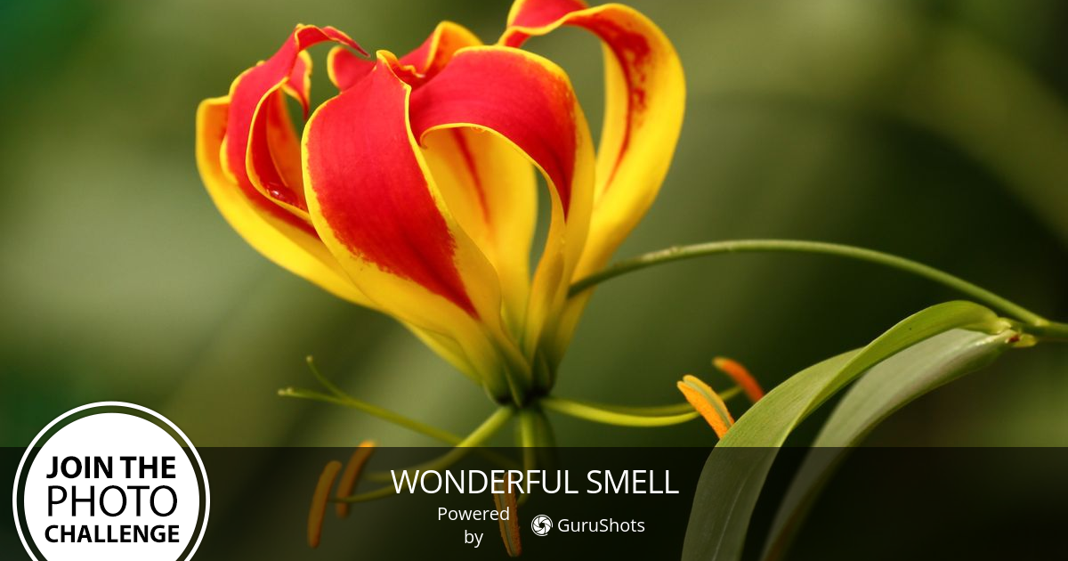 Wonderful Smell Photo Challenge